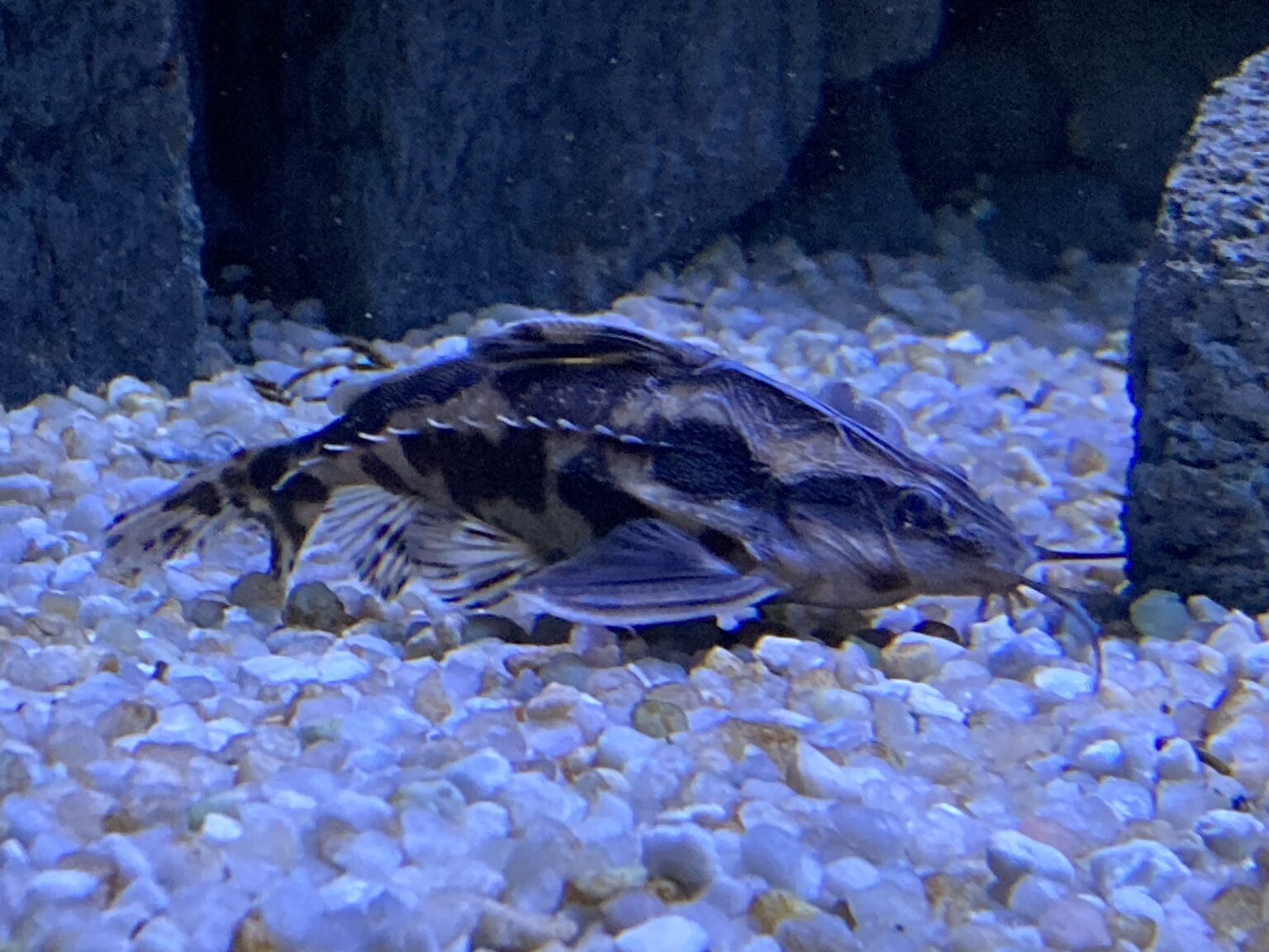 Cumbá – Fluviario de Mora